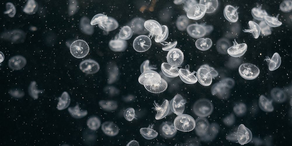 What is machine learning: the ID3 Classifier